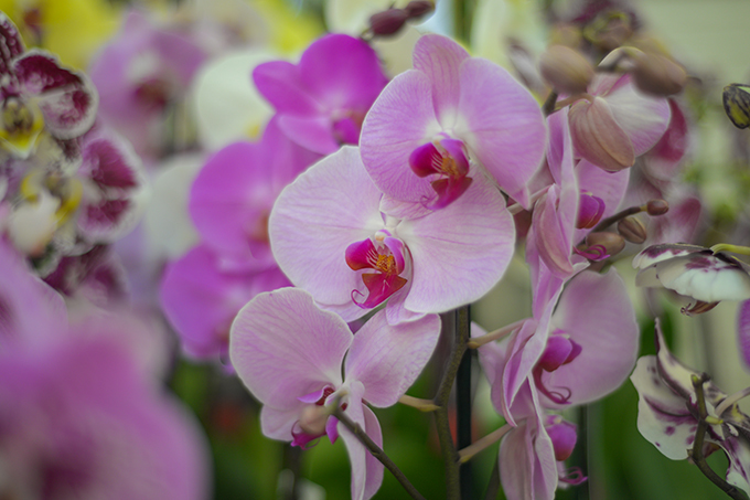 Toshkent Gullari поздравляет прекрасную половину человечества — Афиша ...