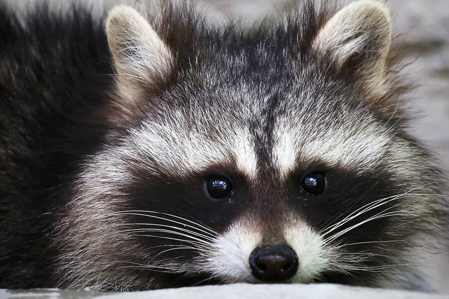 Toshkent hayvonot bogʻida hayvonlarni koʻrgazmali ovqatlantirish ...